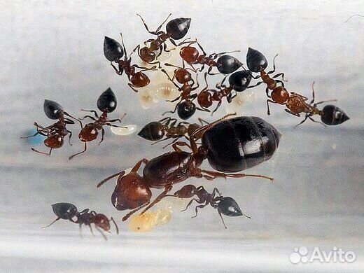 Crematogaster schmidti (кремы) в наличии