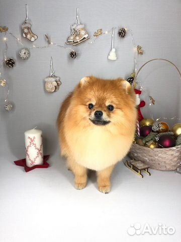 Померанский шпиц вязка кобель