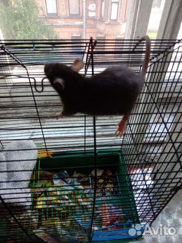 Крыска мальчик 2 мес