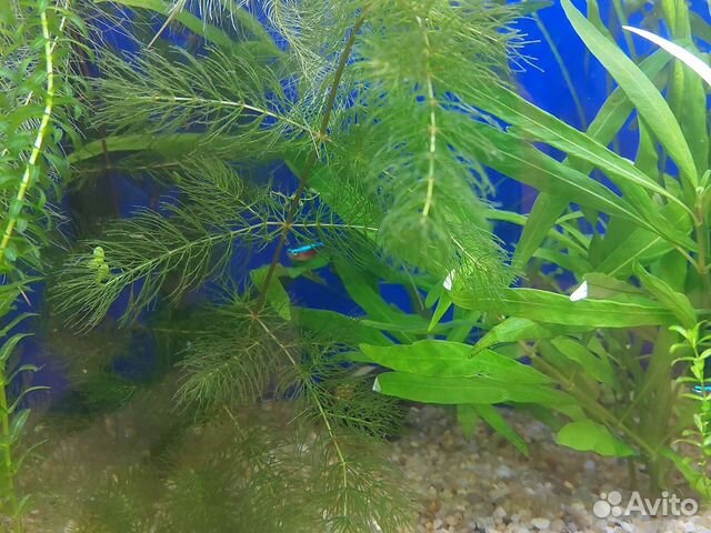 Роголистник