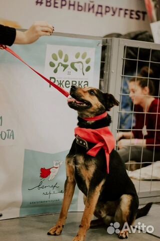 Джек-Ракета, собака в добрые руки бесплатно