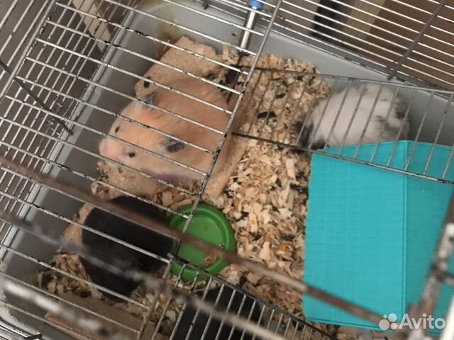 Серийские хомяки