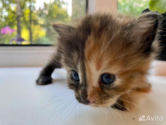 Котенок девочка в добрые руки