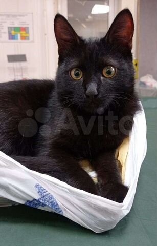 Котик в Добрые руки