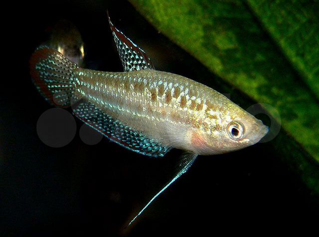 Отдам двух карликовых гурами