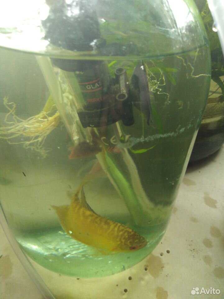 Рыбы и растения