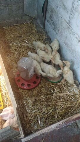 Продаю суточные гуси и утки