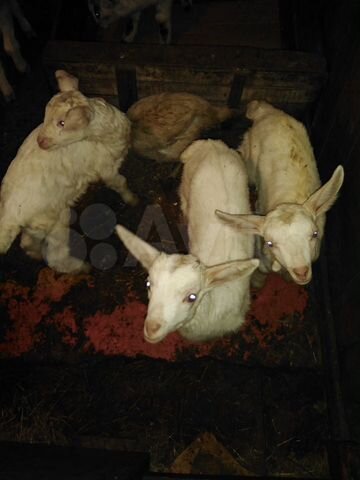 Продаются козлята
