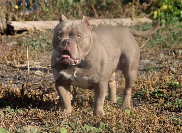 Вязка-Щенки