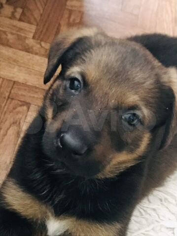 Малышка Шанель