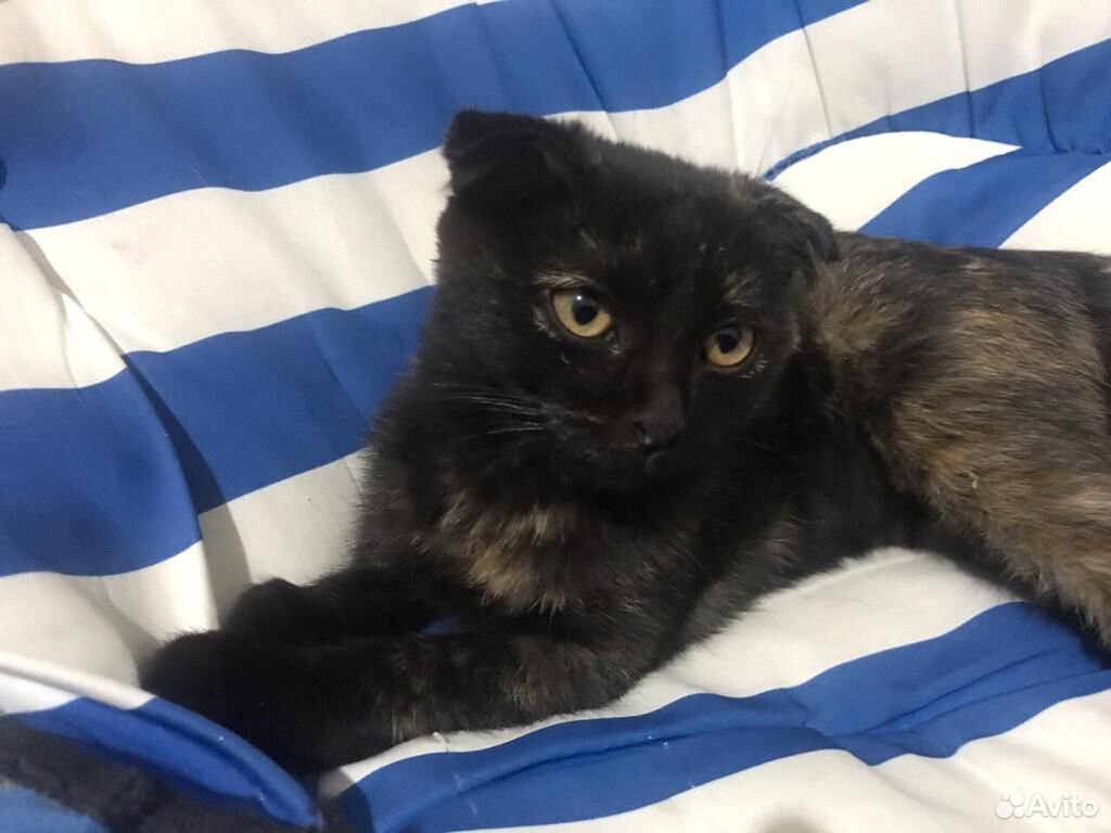 Ищет дом Котенок Матильда