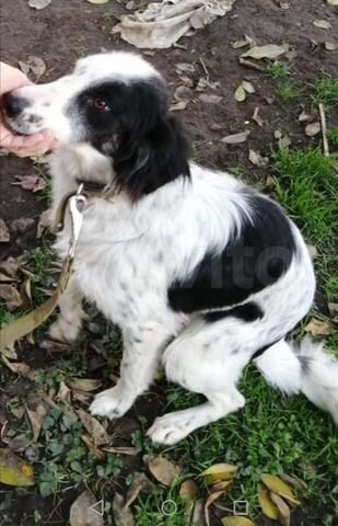 Собак в добрые руки девочка(метис спаниеля)