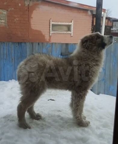 Помесь алабай с кавказцем