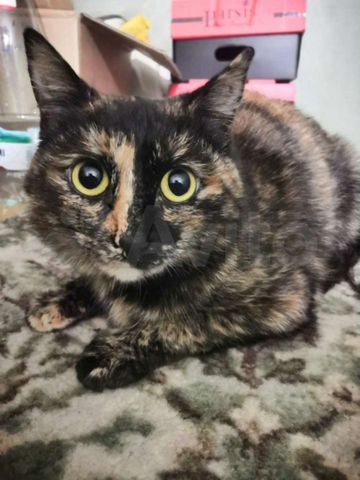 Кошка в добрые руки