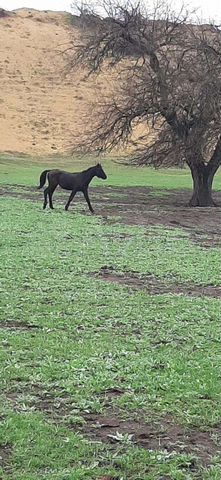 Кабылка 9 месяцев от хорошей кабылы