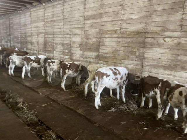 Бычки и быки