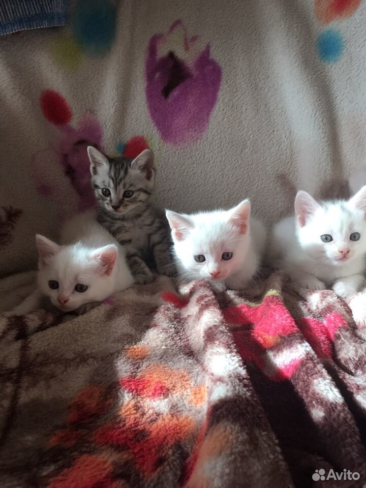 Котята в хорошие руки