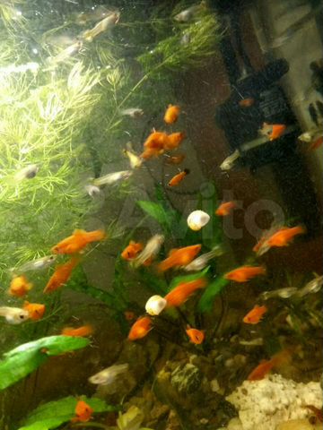 Аквариумные рыбки, меченосцы