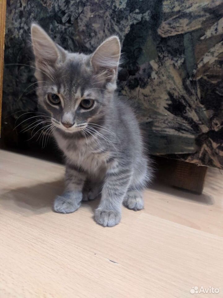 Коты (Валера, Саша Пушкин)