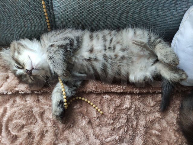 Отдадим исключительно в добрые руки чудных котят