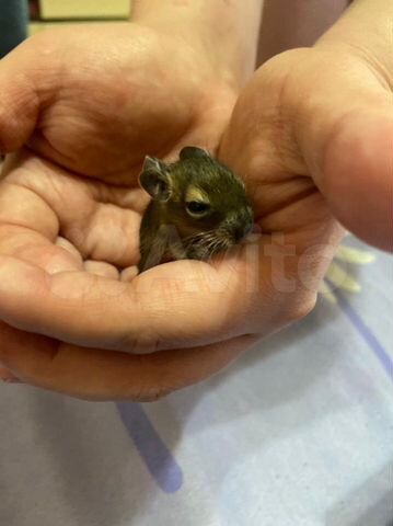 Дегу бельчата