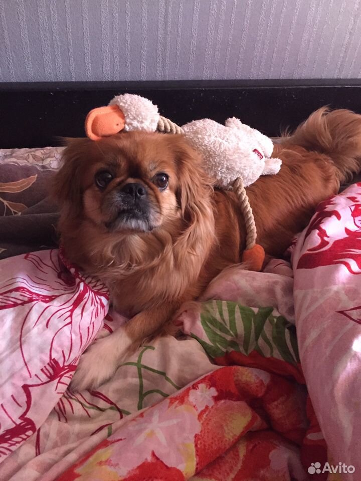Пекинес