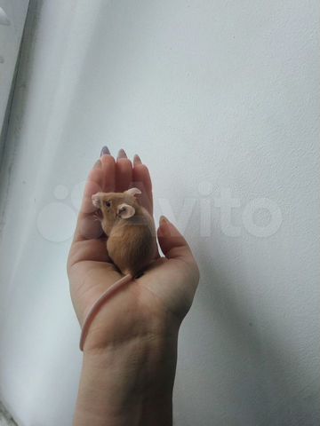 Декоративные мышки.(девочка и мальчик)