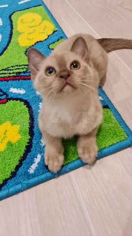 Бурманские котята