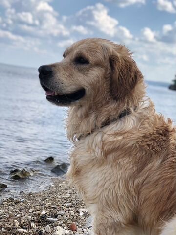 Голден ретривер кобель вязка