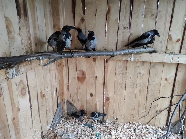 Травмированные вороны в добрые руки