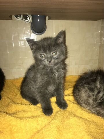 Дымчатый крош