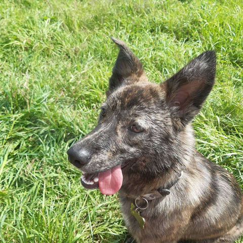 Собака Мальта в добрые руки