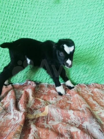 Козлик Ломанч 75,рожден в двойне.Мама первокотка.К