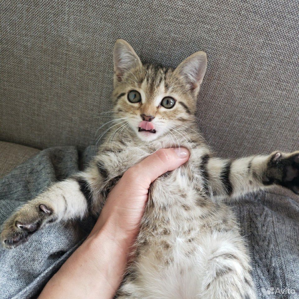 Котёнок котята котик 1,5 месяца