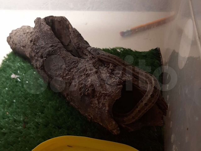 Узорчатый полоз