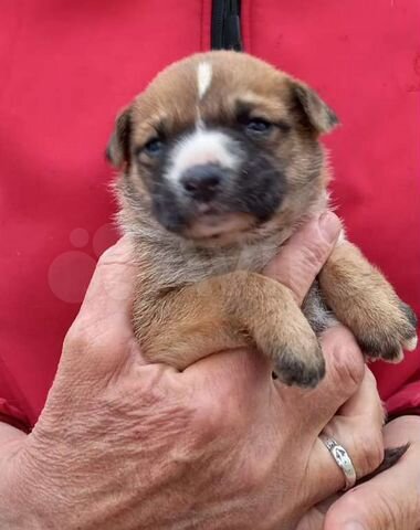 Щеночек от малорослой собаки