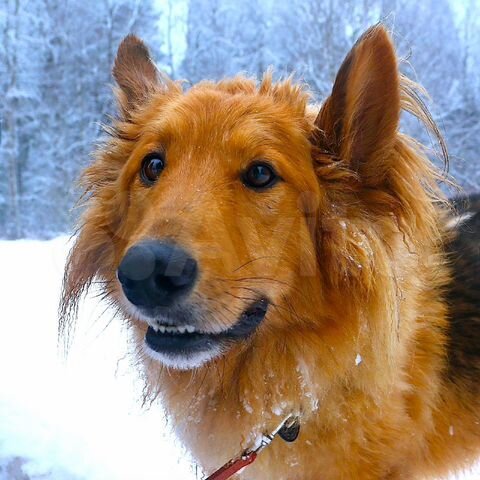 Пес Фокс со смешными ушками в добрые руки