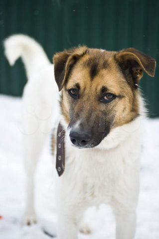 Нежный но мужественный Амурчик пока без Дома