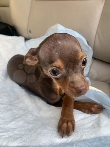 Вязка Той-терьер