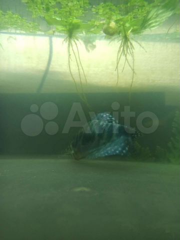 Отдам мраморного гурами