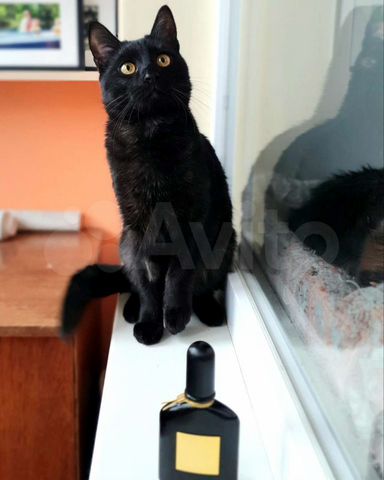 Маленький Багир