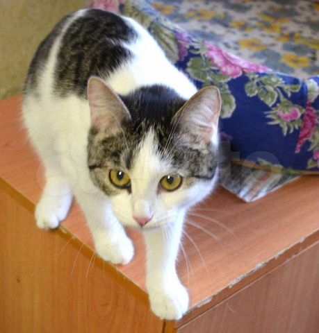 Кошечка Азалия