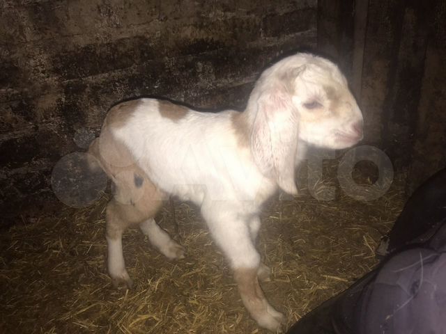 Нубийский козлик