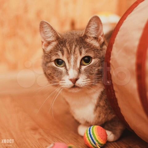 Милая кошка Леся, 2 года