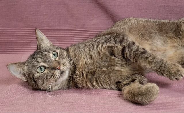 Коасавица Кошка Мэри сирота в дар