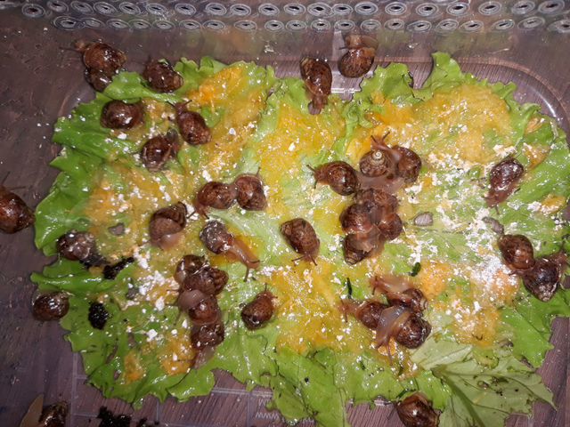 Улитки ахатины элитные