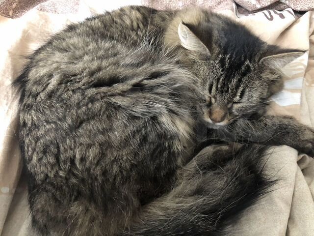 Кошка и кот
