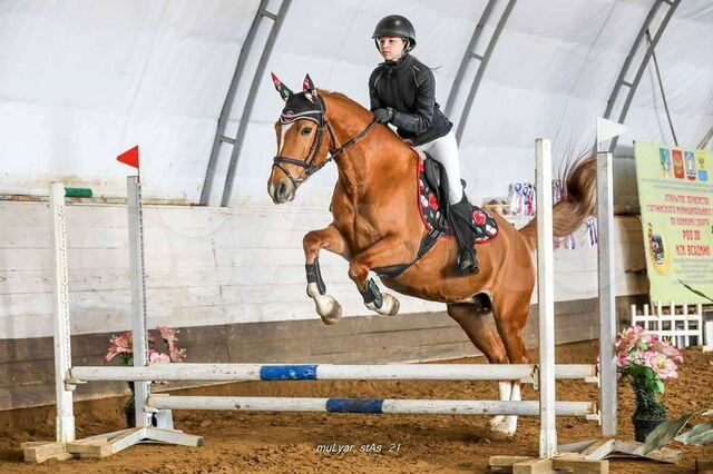 Кобыла хобби Под детей и любителей