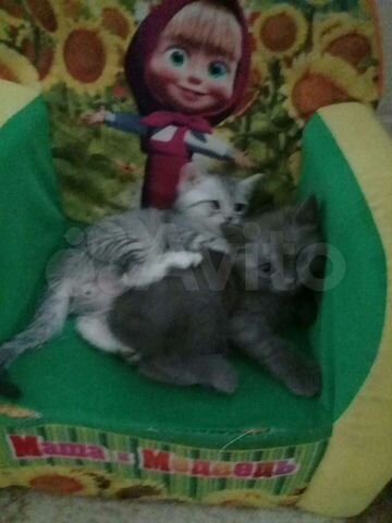 Котята Шотланцы