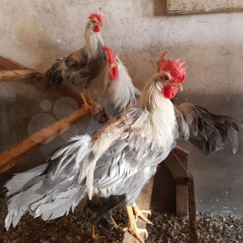 Петух Леггорн жемчужно-лавандовый